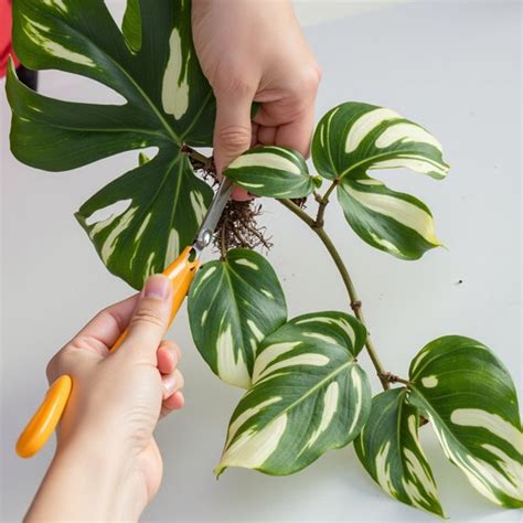 Master The Art Of Money Plant Propagation Houseplant Alley