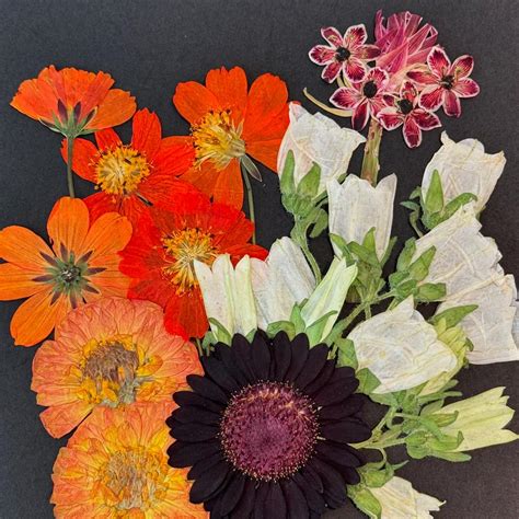 어니스트 압화액자•웨딩부케압화•부케말리기 Earnestframe • Instagram Photos And Videos