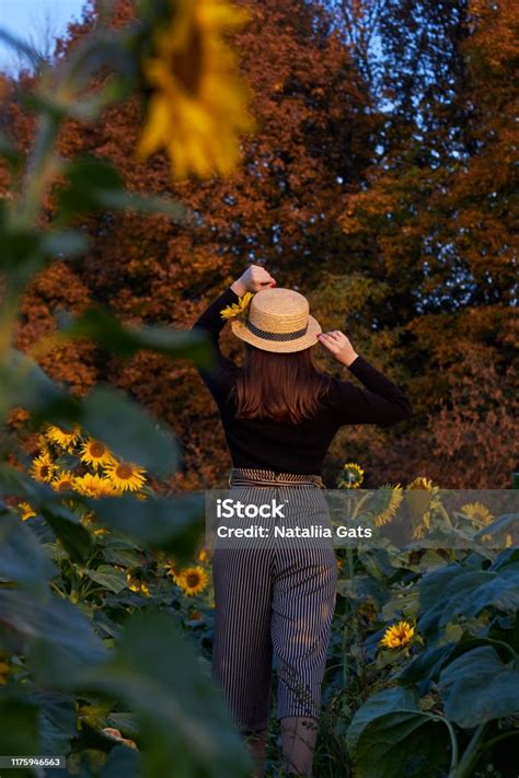 해바라기의 필드에 자연을 즐기는 밀짚 모자에 아름다운 사랑스러운 소녀 일몰 가을 시간 갈색 머리에 대한 스톡 사진 및 기타 이미지 갈색 머리 감정 건초 식물 Istock