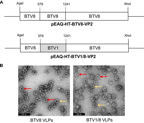 Btv Virus Like Particle Vlp Assembly Using Wild Type And Chimaeric Download Scientific