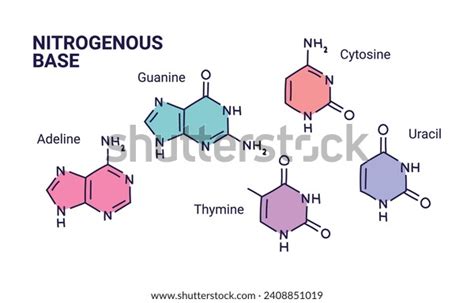 Vector Illustration Nitrogenous Base Molecules Types Stock Vector Royalty Free 2408851019
