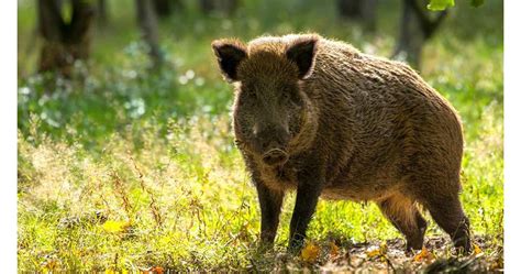 АЧС Устойчиви на вируса диви свине откриват в Белгия Български Фермер