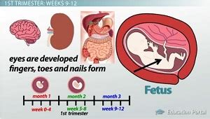 Fetal Development In The First Trimester Stages And Timeline Lesson