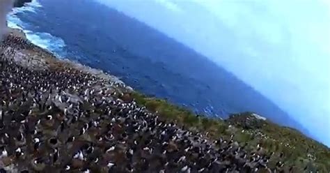 새가 촬영한 펭귄 영상 새의 시선에서 바라본 펭귄은 새가 카메라맨이네~