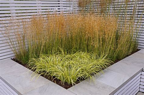 Carex Oshimensis Sedge