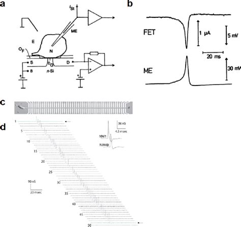 A Neuron−silicon Junction A Neuron N Is Attached To A Sio 2 Gate