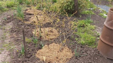 Провалился утонул куст голубики Что делатьСпасаем Youtube