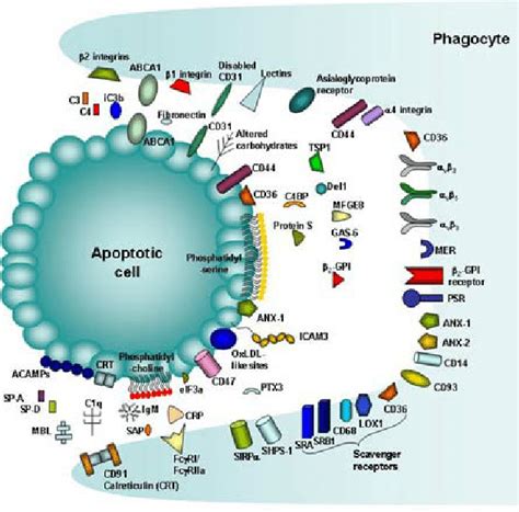 The Myriad Of Molecules Involved In The Regulation Of Phagocytosis Of Download Scientific