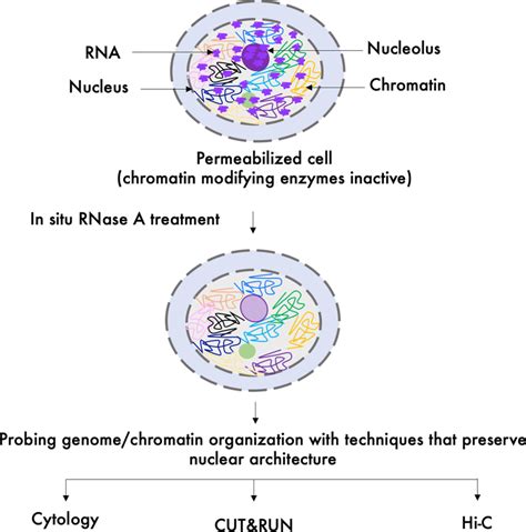 In Situ Rnase A Digestion Approach To Probe Rnas Architectural Role In Download Scientific