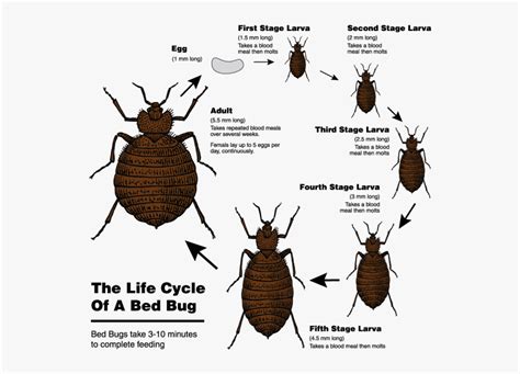 Bed Bug Life Cycle Stages Sunshine Davison