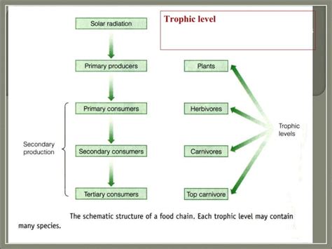 Structural Component Of Ecosystem Ppt Geography Science