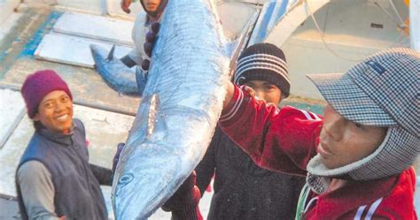 澎湖土魠魚盛產 現價格親民月底將飆漲 生活 CTWANT