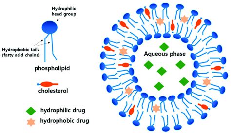 Liposomes Structure Characterized By A Spherical Vesicle With A