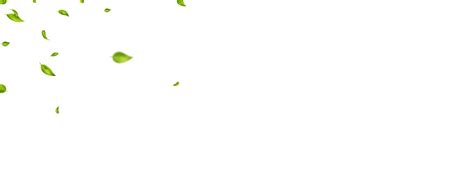 녹색 잎 프레임 비건 유기농 에코 디자인 요소 뷰티 제품 잎이 떨어지고 있습니다 단풍 장식 신선한 차 구성 화장품 패턴 프레임 비 Gmo 지속 가능한 삶 벡터 일러스트레이션