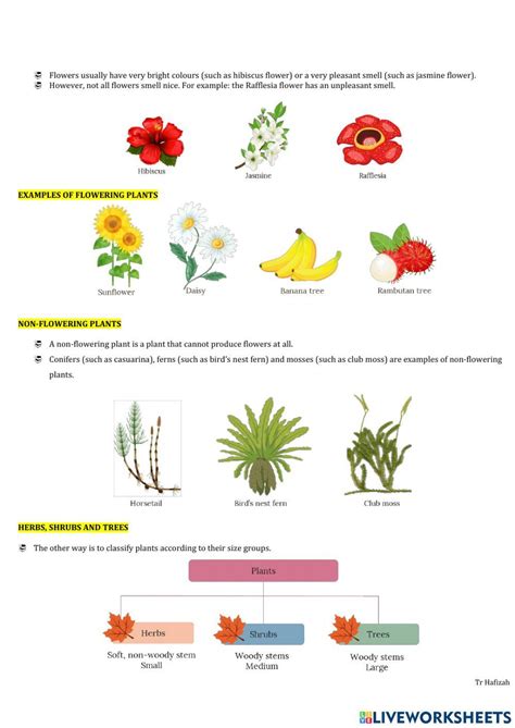 2278029 Classifying Plants Tr Feez Liveworksheets