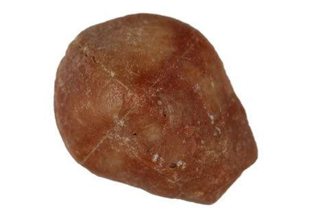 15 Permian Crinoid Calyx Embryocrinus Timor 190070 For Sale