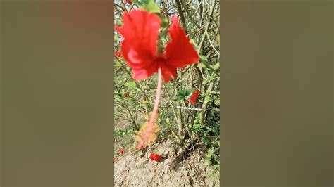 Jaba Flower জবা ফুল লাল জবা ফুল Youtube