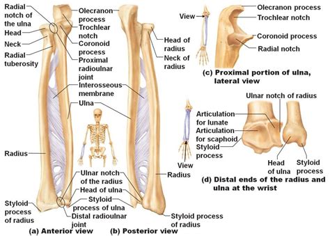 Radius And Ulna Diagram