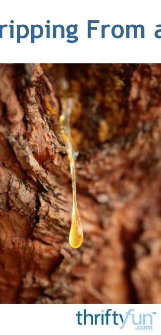 How Do You Stop An Oak Tree From Dripping Sap