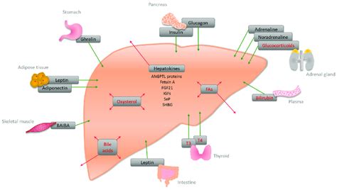 Schematic Representation Of Liver Specific Signaling Molecules The Download Scientific Diagram