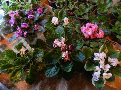 ელენეს იები