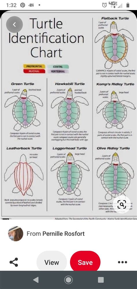 Turtle Identification Chart
