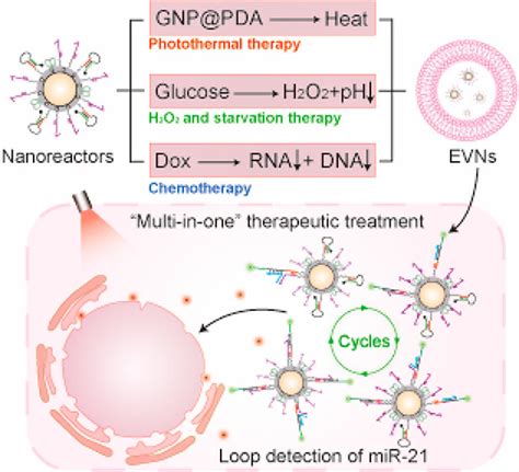 Engineered Extracellular Vesicle Encapsuled Nanoreactors For Effective Targeting And Cascade