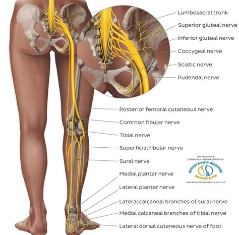 The Sciatic Nerve Is Formed Within The Pelvis From The Anterior Rami Of