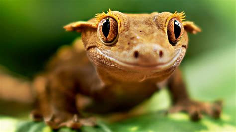 详细讲解睫角守宫的19种行为 哔哩哔哩