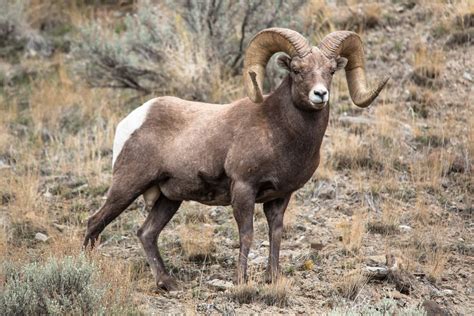 Bighorn Sheep In Yellowstone National Park 2025 Roveme