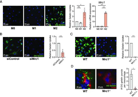 Macrophages Internalize And Degrade Collagen Via Mrc1 Mediated