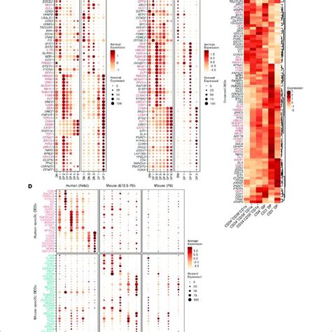 Conserved And Species Specific Features Of Thymocyte Differentiation Download Scientific
