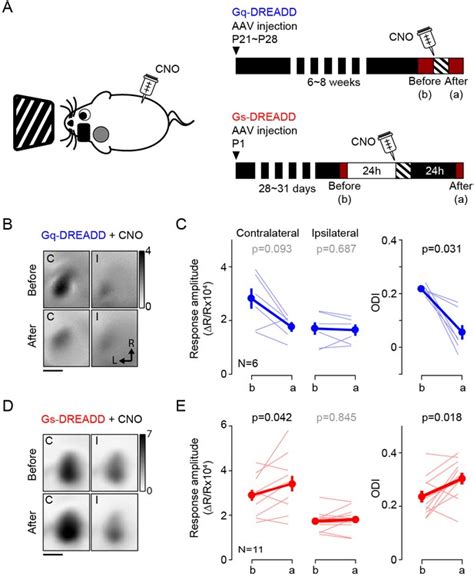 Pull Push Neuromodulation Of Cortical Plasticity Enables Rapid Bi