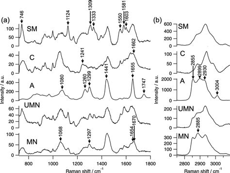 Tissue Raman Spectra Measured From Skeletal Muscle Tissue Sm Fibrous