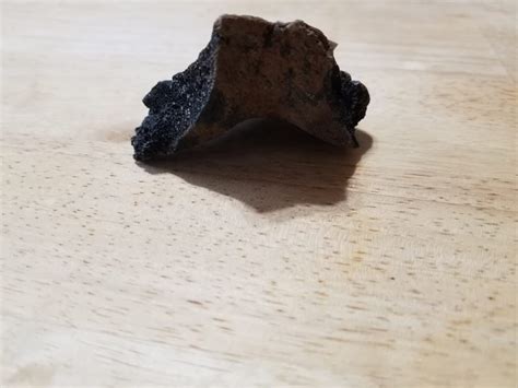 Turtle Shell Fossil Fossils And Artifacts For Sale Paleo Enterprises