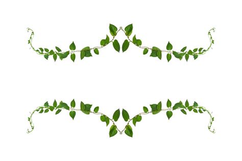 플로럴 데사인 흰 배경에 고립 된 하트 모양의 녹색 잎이있는 뒤틀린 정글 덩굴 리아나 식물이 포함되어 있습니다 아이비에 대한 스톡 사진 및 기타 이미지 Istock