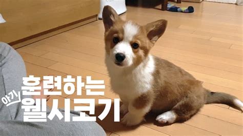 아기 웰시코기 훈련하기 Youtube