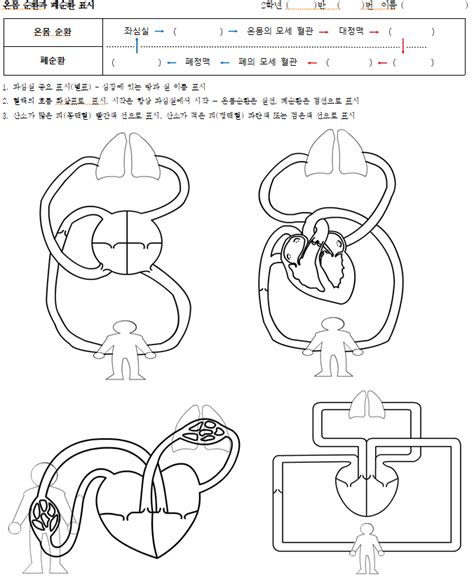 혈액순환온몸 순환과 폐순환 표시 반복 학습지
