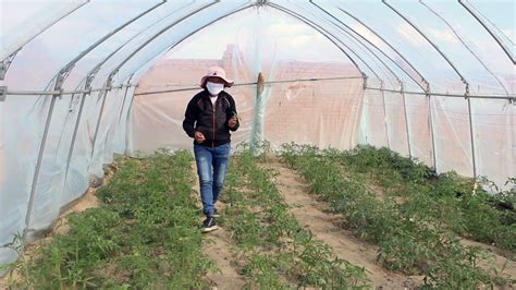 Жаргалант суманд бүлгийн зохион байгуулалттай хүнсний ногоо тариалж буй “Бугат” бүлгийн үйл