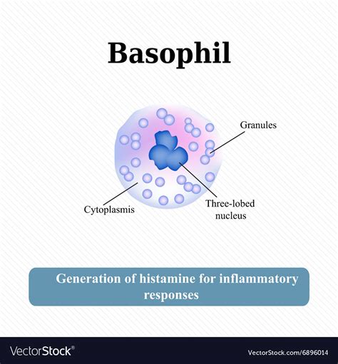 The Structure Basophil Royalty Free Vector Image