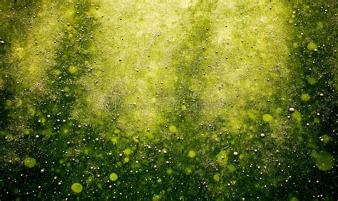 Gram Positive Cocci Chains Of Streptococcus Bacteria Are Pathogens That Cause Diseases Including