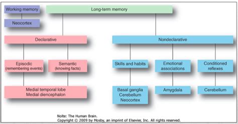 Unit 7a Memory Flashcards Quizlet