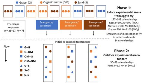 Schematic Presentation Of The Multiphase Experiment Design In Phase 1