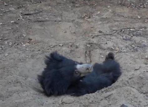 Rescued Dancing Sloth Bear Currently Enjoys The Peaceful Life At