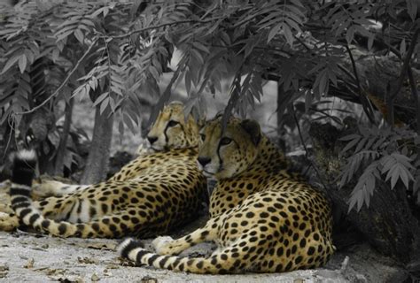 Азиатский гепард Вымирающие животные · Inaturalist