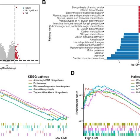 Functional Analysis Of Prognostic Signature Using Gse136324 Dataset