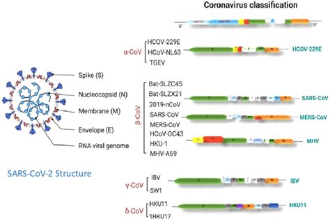 Structure Of Sars Cov 2 And Generic Classification Of All Discovered