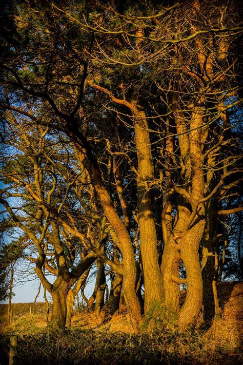 The Sun Trees Landscape Free Photo On Pixabay