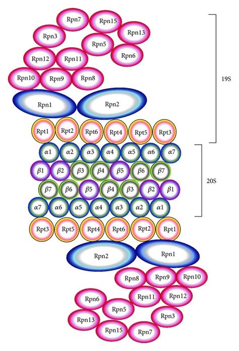 Schematic Diagram Of The 26s Proteasome The 26s Proteasome Is Composed Download Scientific