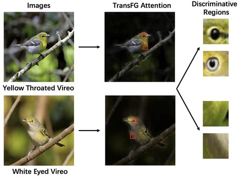 A Confusing Pair Of Instances From The Cub 200 2011 Dataset Model Download Scientific Diagram